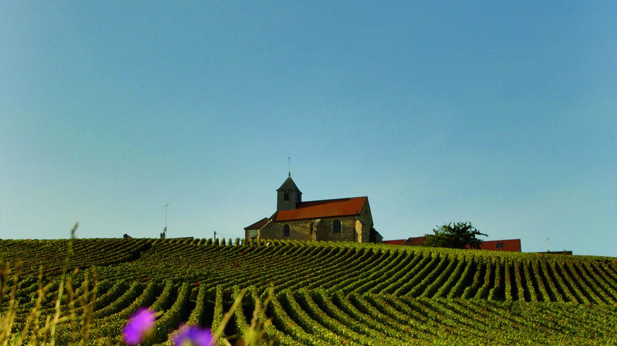 Vigneron à Mareuil-sur-Aÿ | Champagne R.POUILLON & Fils