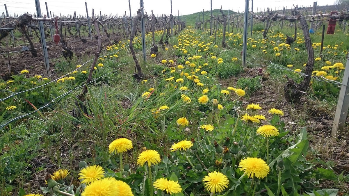 Vigneron à Mareuil-sur-Aÿ | Champagne R.POUILLON & Fils