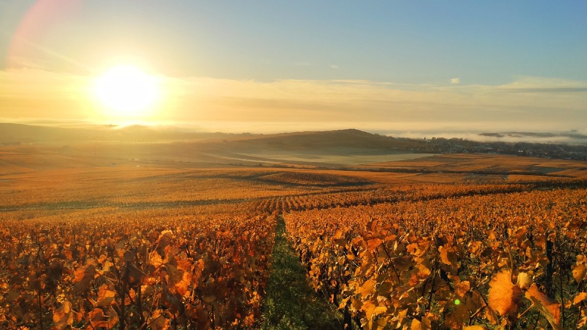 Vigneron à Mareuil-sur-Aÿ | Champagne R.POUILLON & Fils