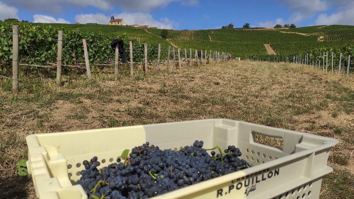 Vigneron à Mareuil-sur-Aÿ | Champagne R.POUILLON & Fils